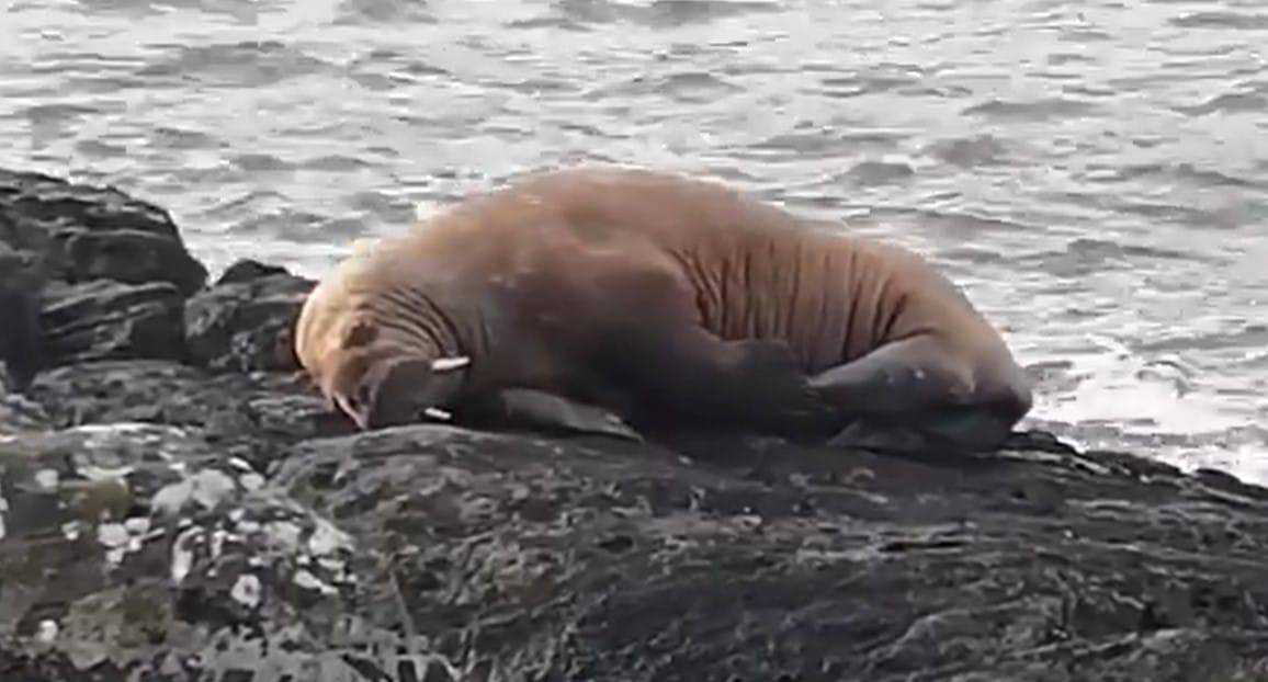 Morsa dorme em iceberg e é levada da Groenlândia até a Irlanda