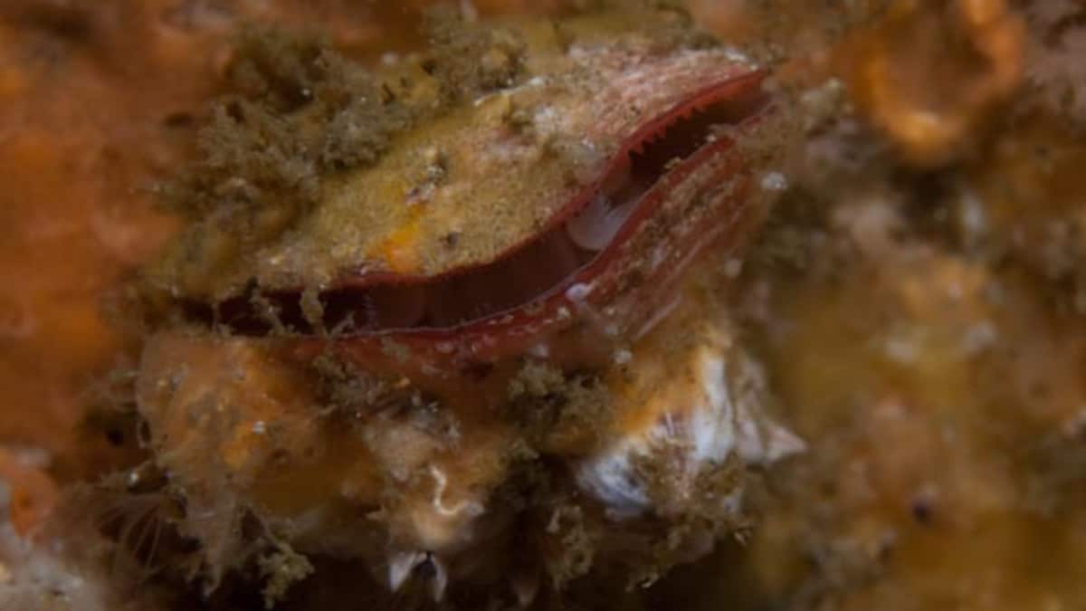 Cientistas descobrem segredo de “carapaça maleável” de certos moluscos