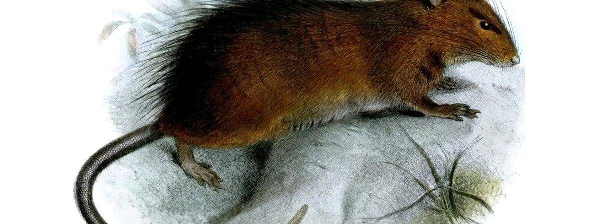 Cientistas querem “ressuscitar” rato australiano extinto há 120 anos