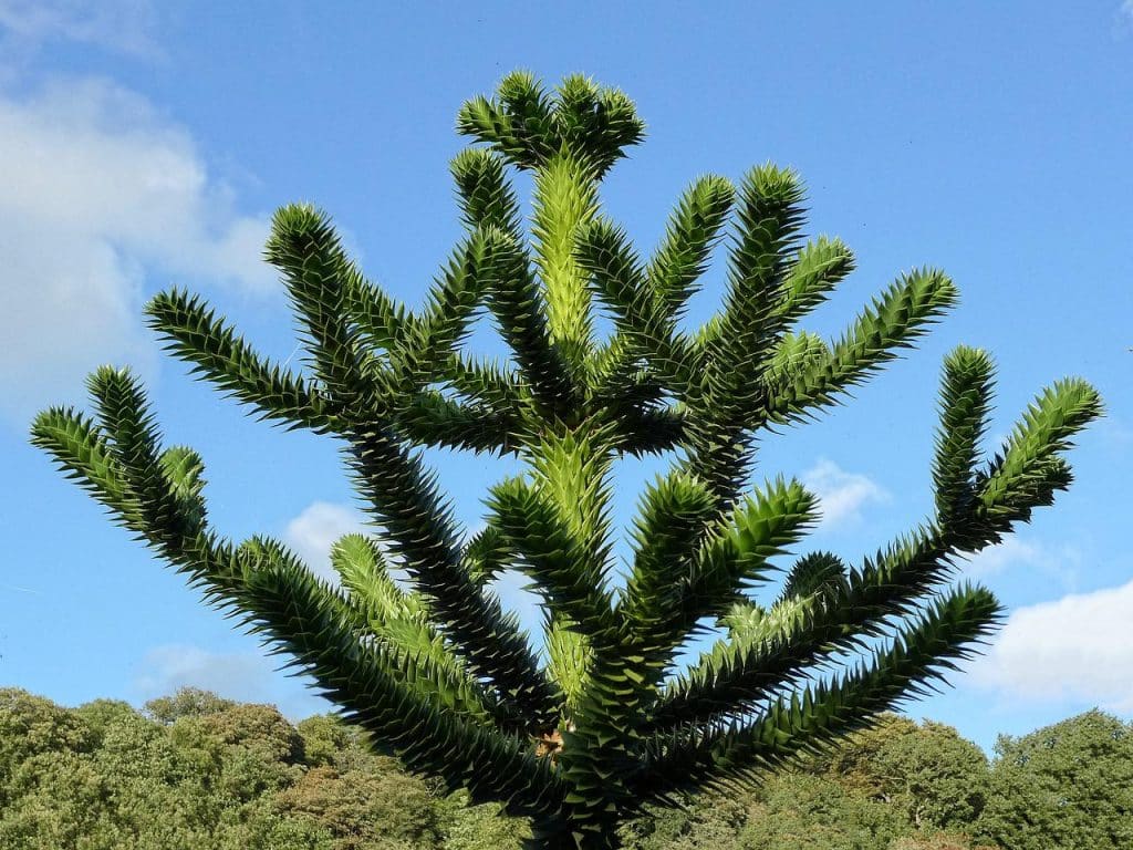 Araucárias na Patagônia estão ameaçadas de extinção, segundo pesquisa ...