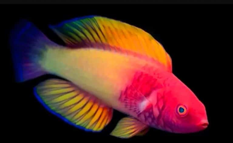 Peixe colorido que muda de sexo conforme envelhece recebe nova ...