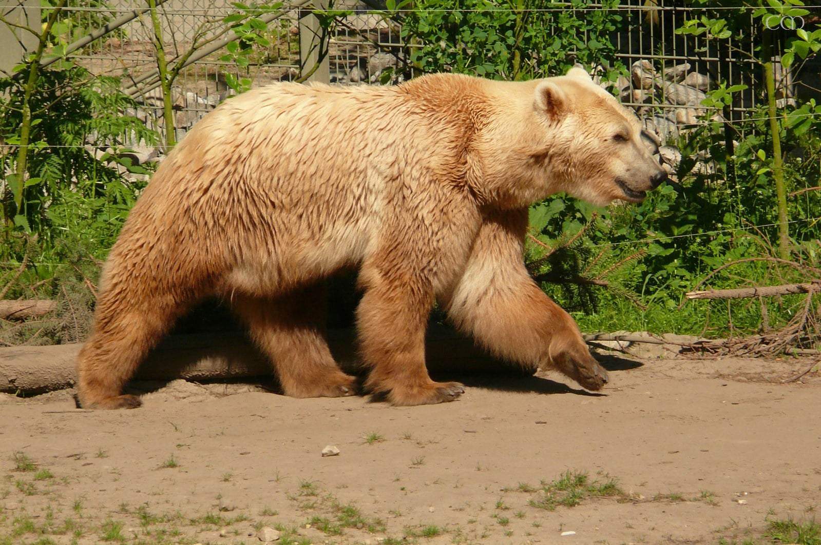 Urso Polar Urso Pardo Hibrido