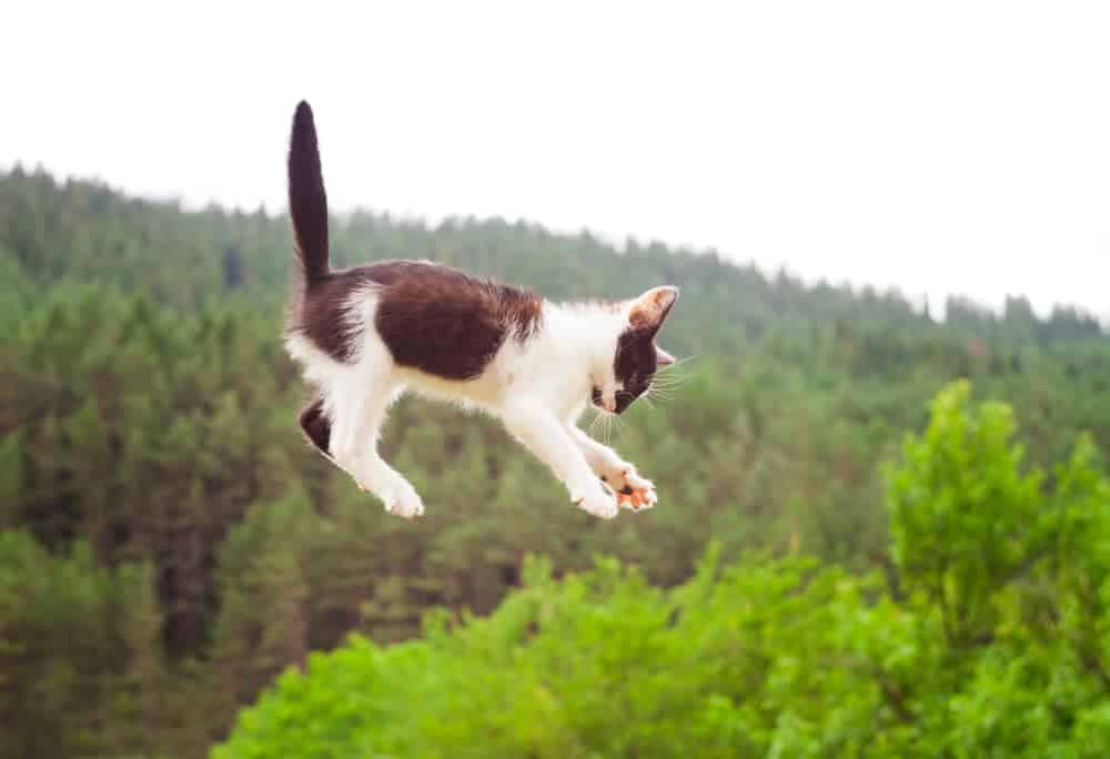 Por que os gatos caem (quase) sempre em pé?