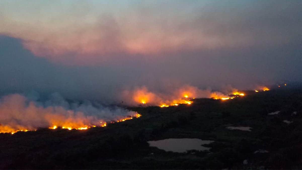 Brasil: incêndios florestais de 2020 queimaram 30% do Pantanal