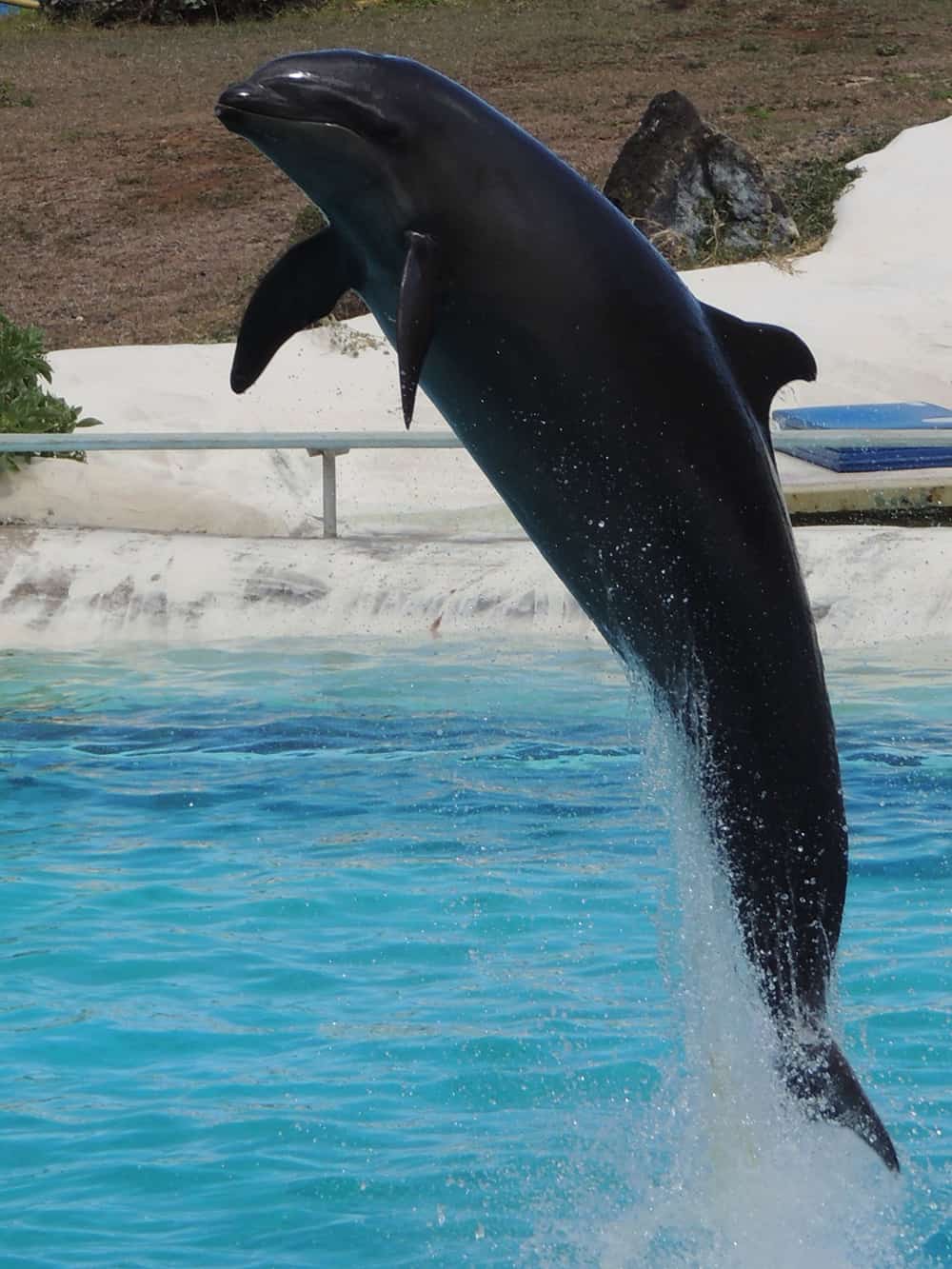 Conheça o híbrido nascido do cruzamento entre orca e golfinho