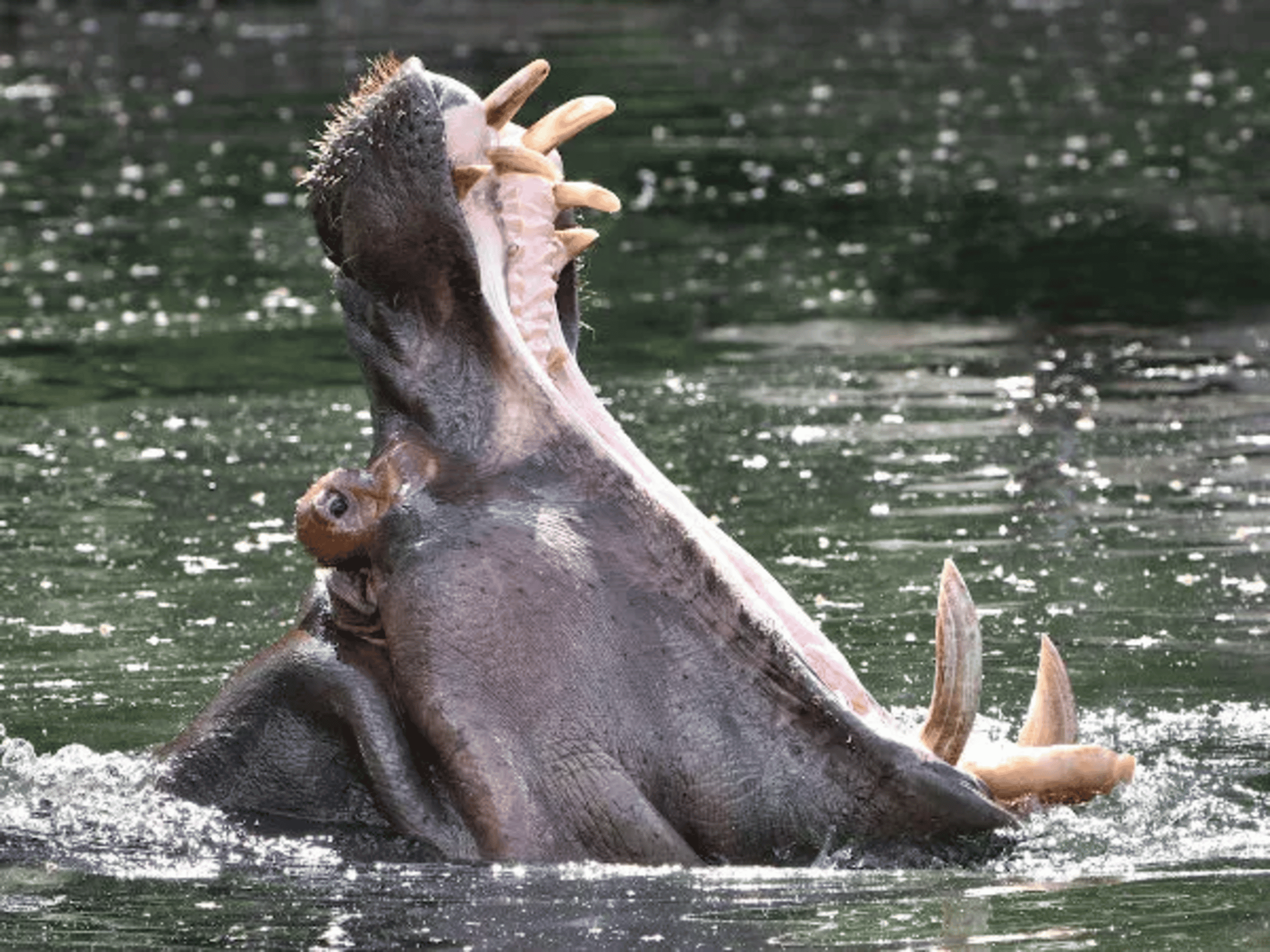 Os 10 Animais Mais Perigosos