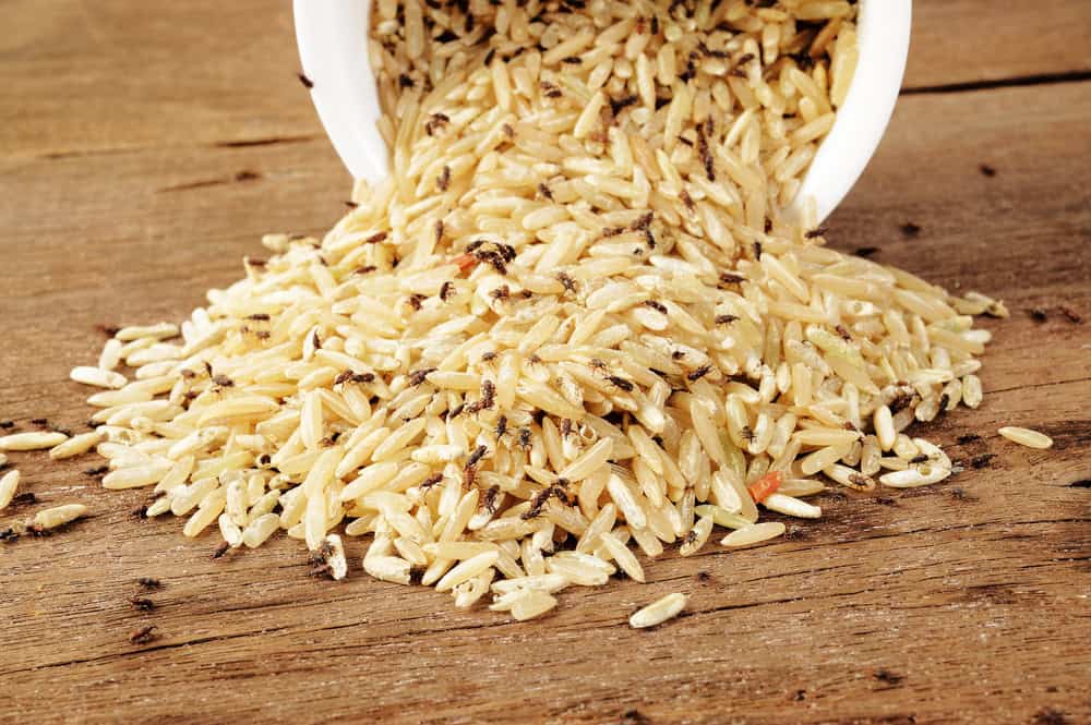 Caruncho: esse inseto pode estar escondido no seu arroz
